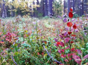 Out in the Nature - Explore the nature of Finland