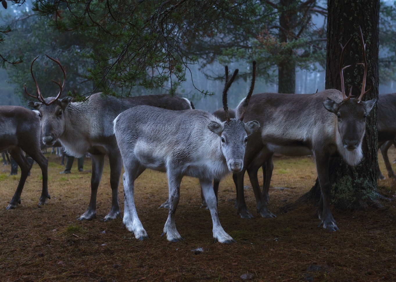 Reindeer herders gathering in Vasakaira, Sodankylä