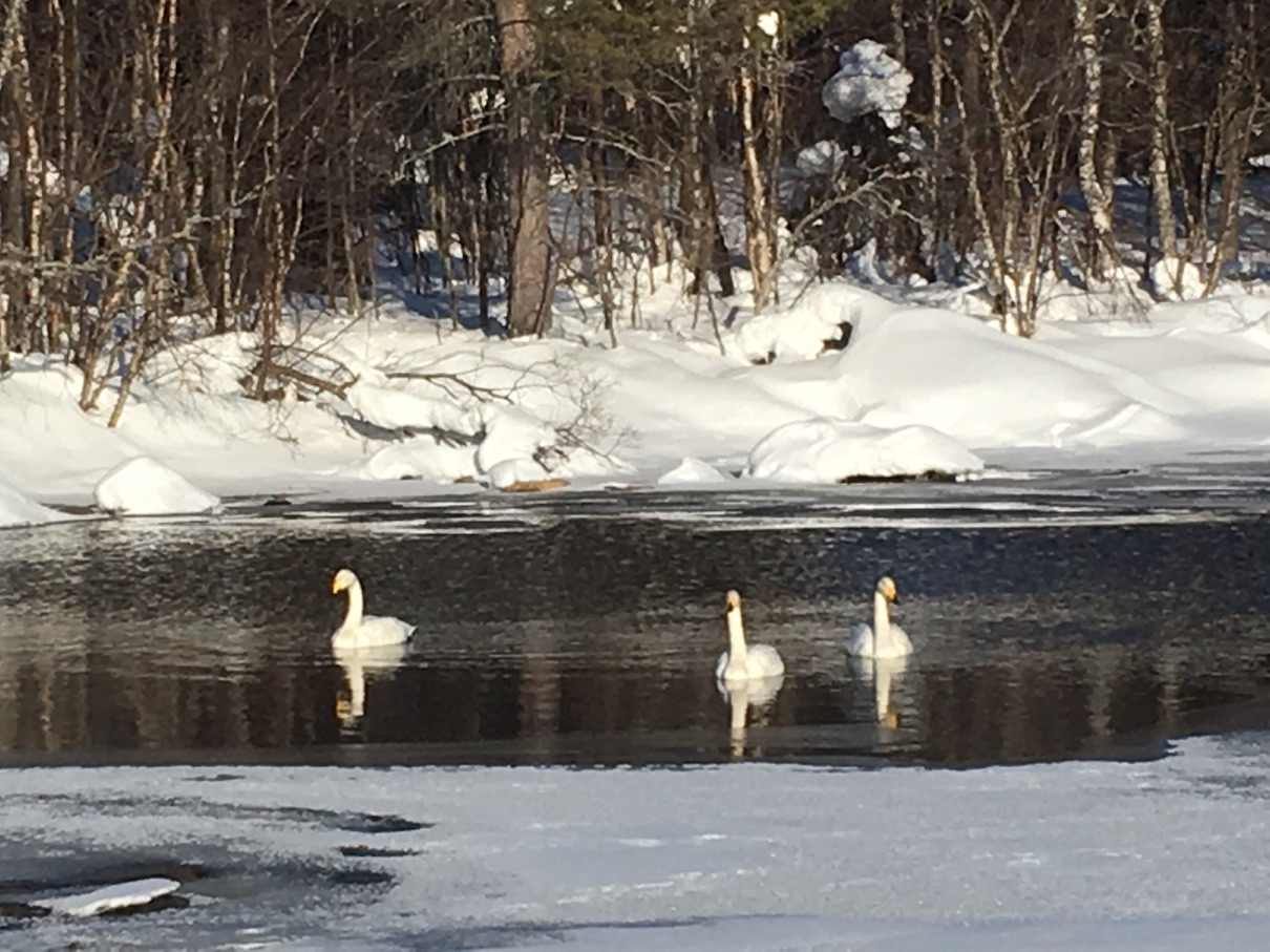 Kutuniva in Muonio is the place to spot swans in winter - Out in the Nature