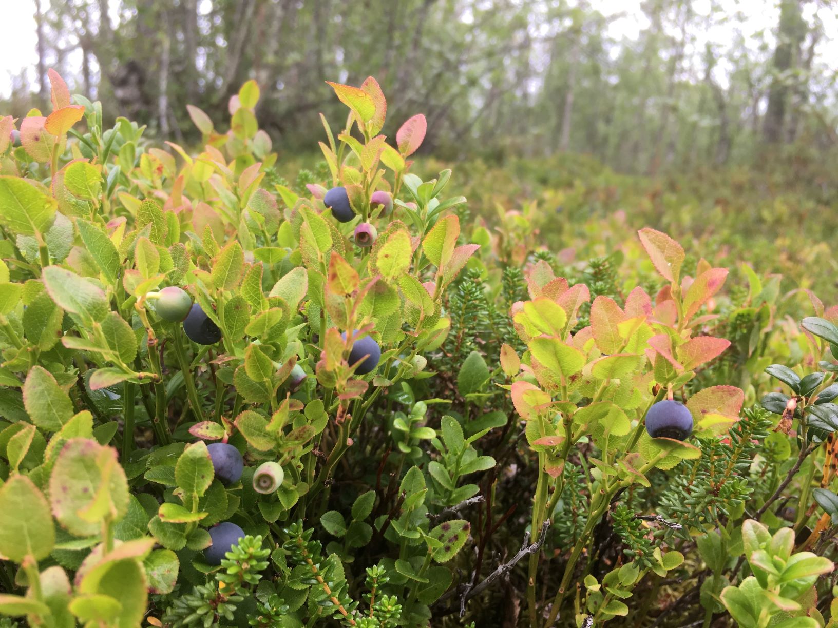 Blueberries are the superfood of Finland