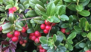Food from the nature - luscious lingonberries - Out in the Nature