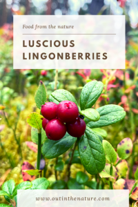 Food from the nature - luscious lingonberries - Out in the Nature