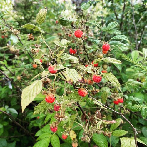 Food from the nature - yummy wild raspberries