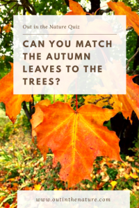 Out in the Nature Quiz - Can you match the autumn leaves to the trees?