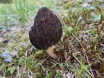 What is the difference between true morels and false morels?
