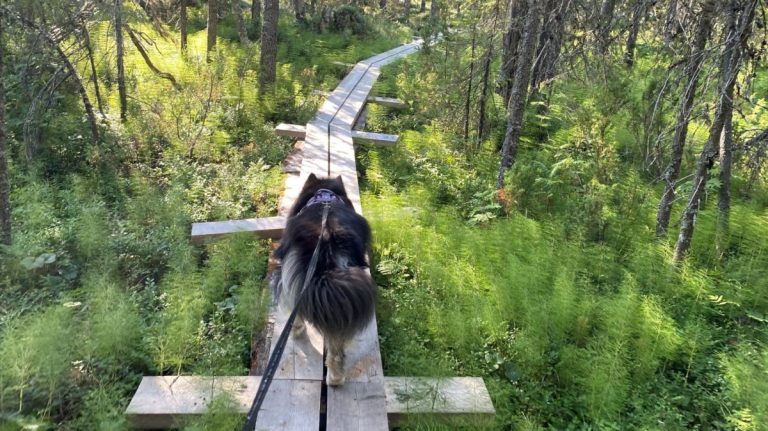 10 fun facts about Finnish nature – Did you know these