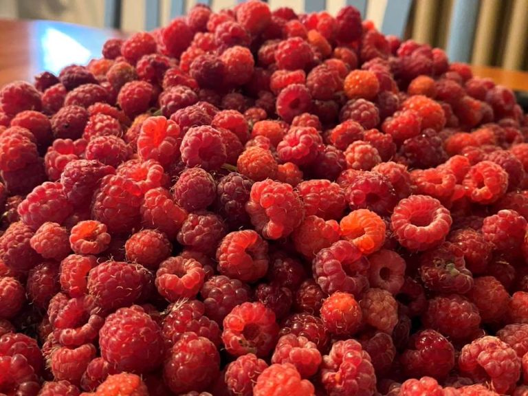 Food from the nature - yummy wild raspberries
