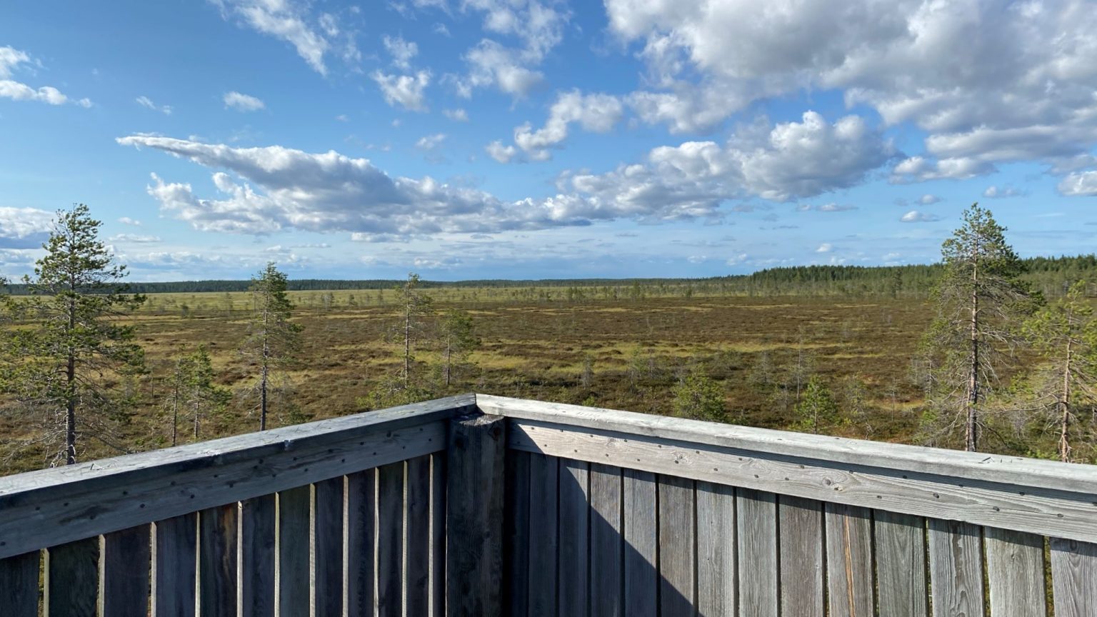Blueberries are the superfood of Finland
