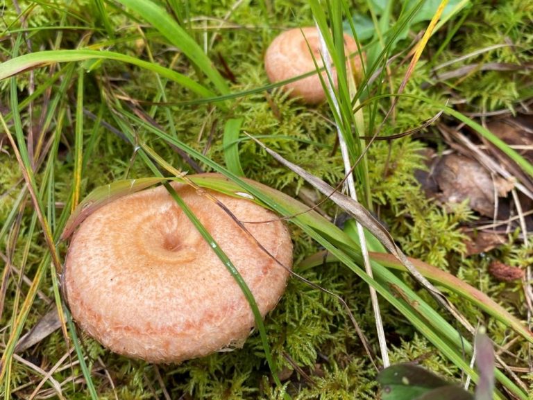 How to identify different milkcaps in Finland - Out in the Nature
