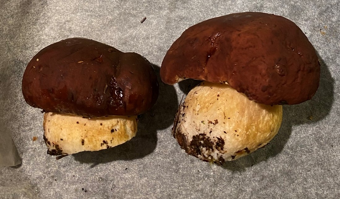 How to identify edible boletes in Finland