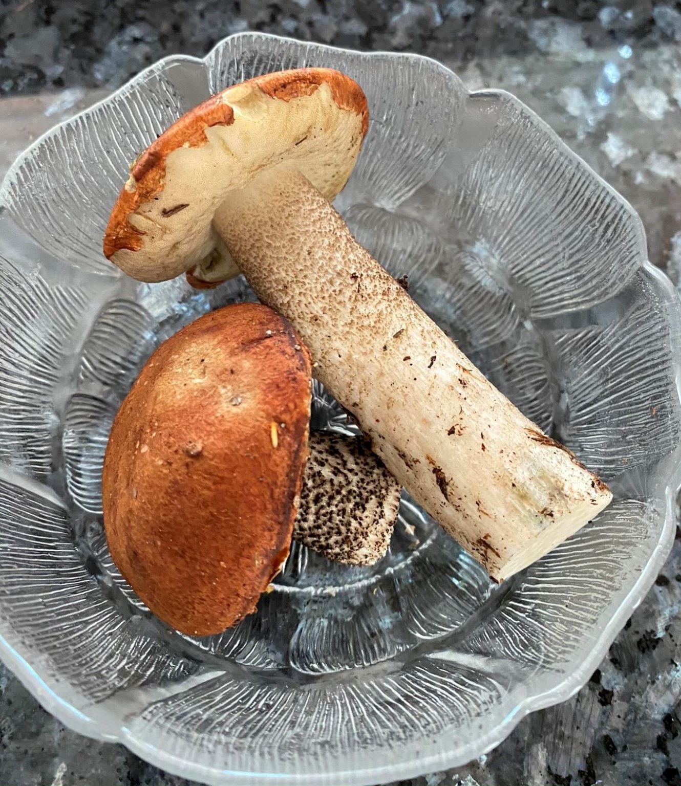 How to identify edible boletes in Finland