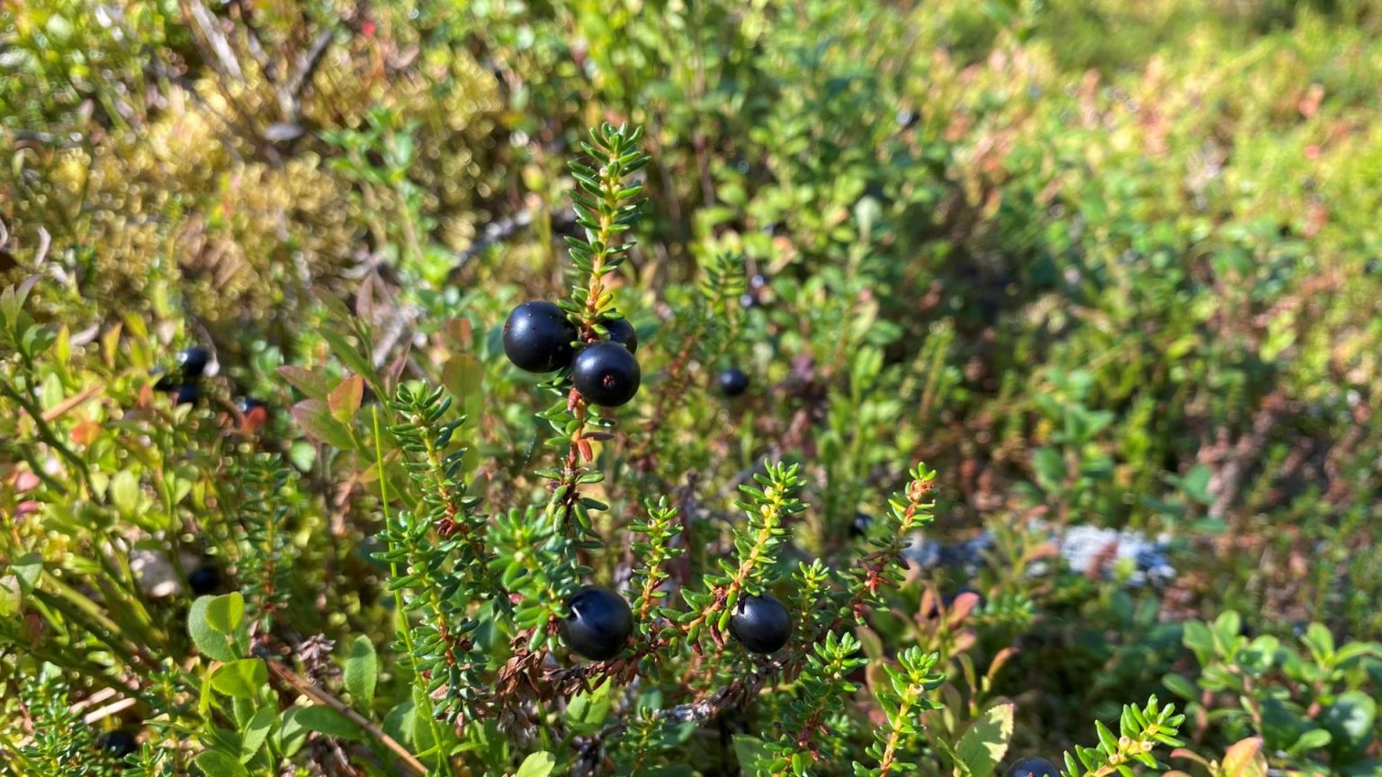 Food from the nature - luscious lingonberries - Out in the Nature