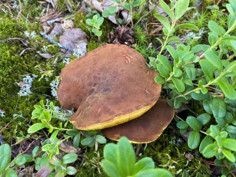 How to identify edible boletes in Finland