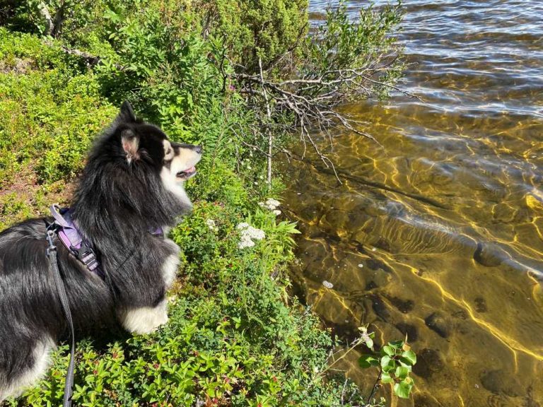 10 fun facts about Finnish nature – Did you know these