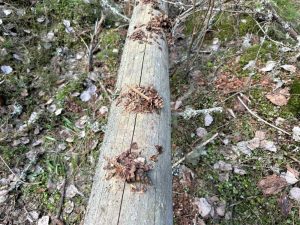 Signs of spring at Punatulkku and Pohjantikka trails in Liesjärvi