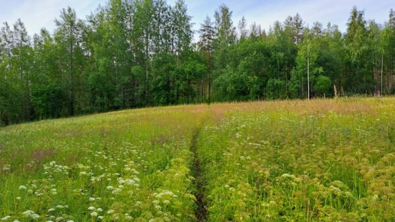 Beautiful Norppapolku Saimaa Seal Trail in Puumala